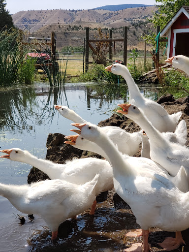 Prairie Springs Fish Farm in Dayville, Oregon - Zaubee