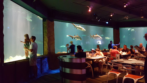 Sharks Underwater Grill - AZexplained