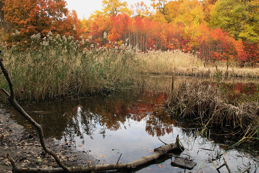 Park «Alley Pond Park», reviews and photos, Union Tpke, Oakland Gardens ...