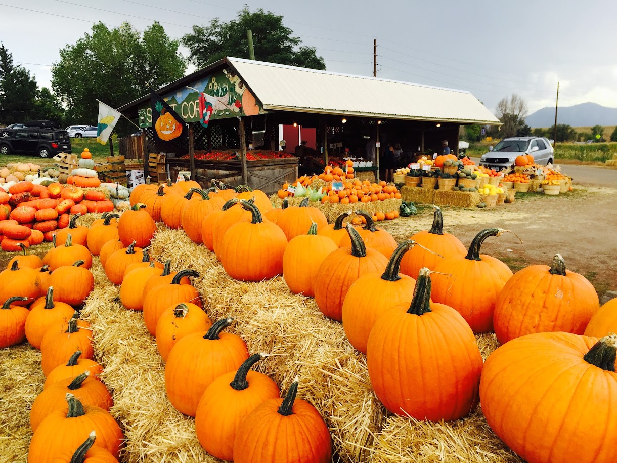Denver's Best Pumpkin Patches Spots [2025 Guide]