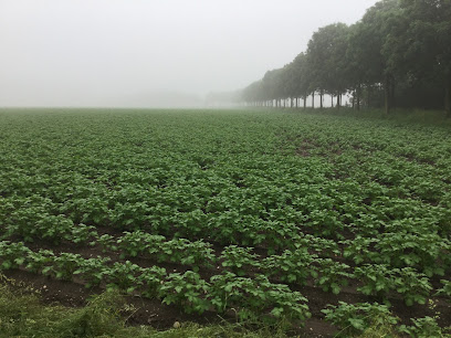 Anorel - Hove, Hove, - Zaubee