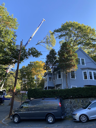 Reading, MA Tree Services