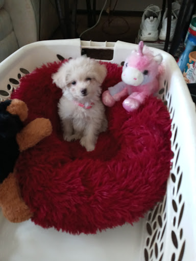 Pet Store «Animal House», reviews and photos, 7869 Hamilton Ave ...