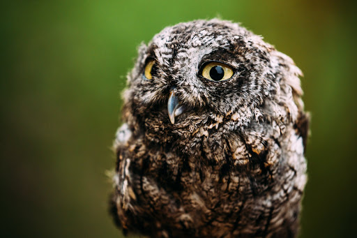 Nature Preserve «Iowa Raptor Center», reviews and photos, 2095 Mehaffey ...