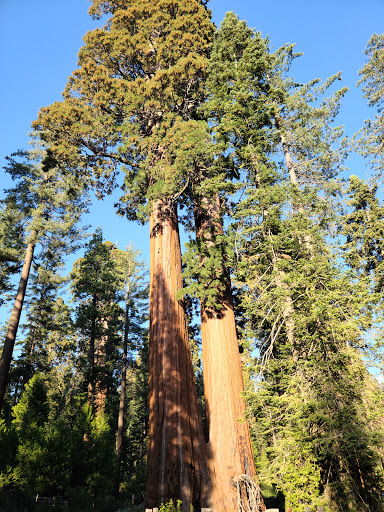 General Grant Tree - AZexplained