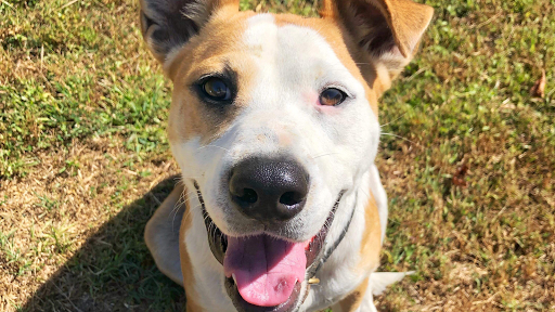 Fayette County Animal Control Center - New River Humane Society ...