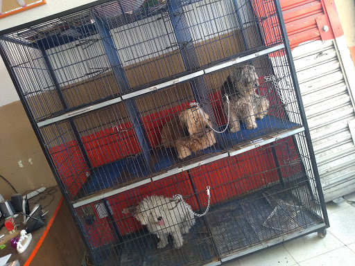 Estética Canina Mundo Can-Es in Zona Centro, Aguascalientes ...