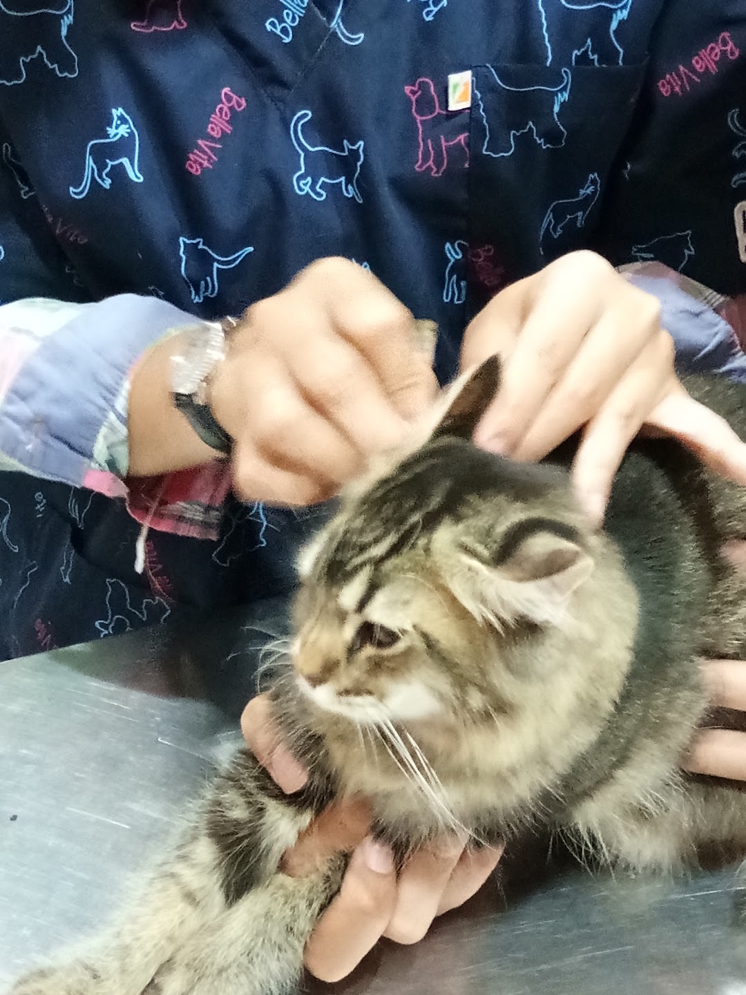 SAMC Animals Centre (Towering) di bandar Kota Kinabalu