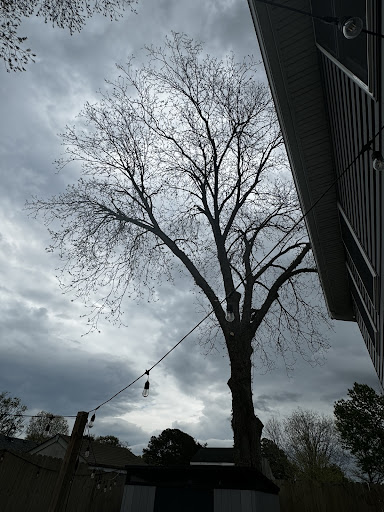 Tree Service Virginia Beach VA | Tree Pruning & Removal