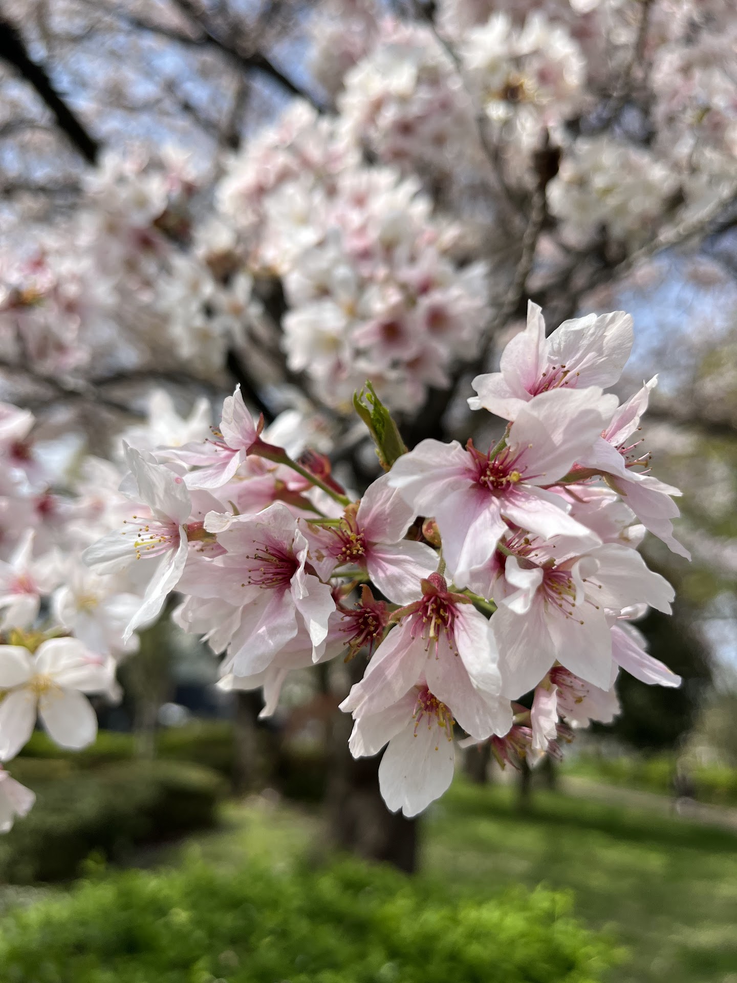 Adachi Kuritsu Suwaki Daiichi Park - reviews,open hours,photo spots ...