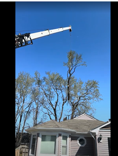 Tree Service Virginia Beach VA | Tree Pruning & Removal