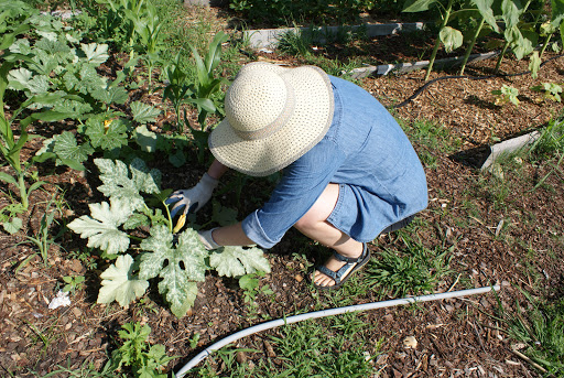Sustainable Carolina Garden - AZexplained