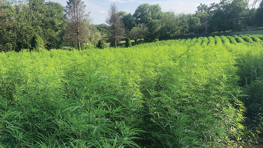 Northern Virginia Hemp and Agriculture - AZexplained