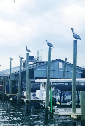 Tourist Attraction «Fun 2 Dive - Swim with Manatees», reviews and ...