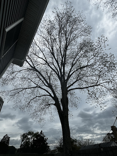 Tree Service Virginia Beach VA | Tree Pruning & Removal