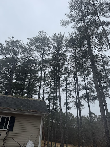 Tree Service in Decatur, GA | Tree Trimming & Removal