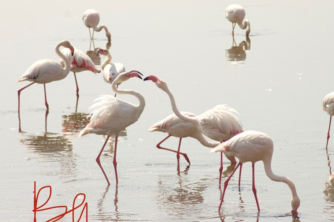 Bullfrog Pan in the city Benoni