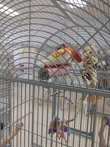 Parrot University - Supplies, Education & Boarding - Charlotte, NC