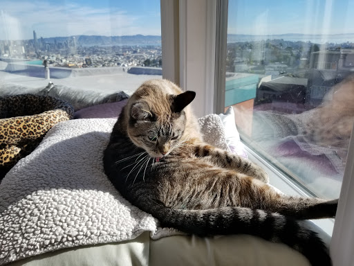 San Francisco SPCA Adoption Center in Mission District, San Francisco ...