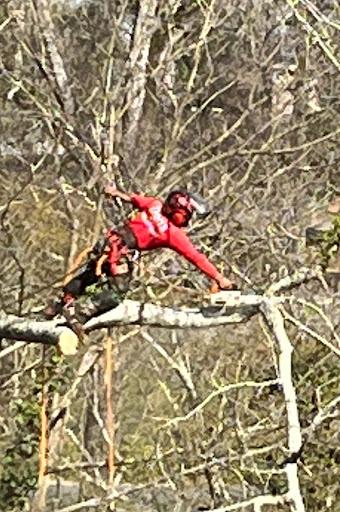 Tree Trimming & Removal Services Decatur, GA | Don's Tree Service