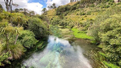 Blue Spring (Te Waihou Walkway), Whites Road entrance