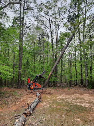 Augusta Tree Service | 23+ Years Experience | Elite Tree Care