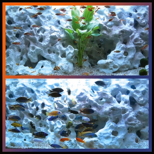 Aquarium «Universal Rocks», reviews and photos, 805 Shepherd Dr ...