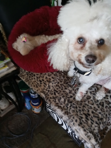 Pet Store «Animal House», reviews and photos, 7869 Hamilton Ave ...