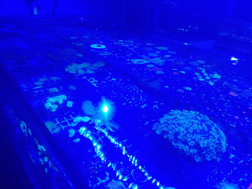 Tropical Fish Store «Ocean Avenue», reviews and photos, 6401 S Cooper ...