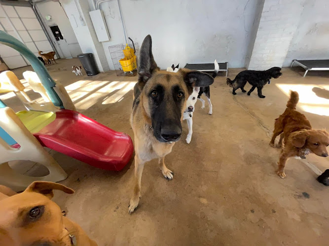 Bark and Play Denver Dog Daycare and Boarding Reviews, Denver, Colorado