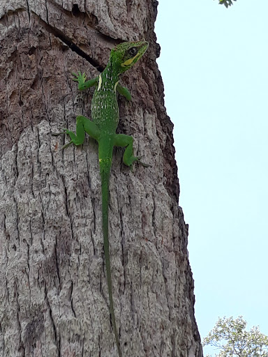 Oak Construction Co Inc - AZexplained