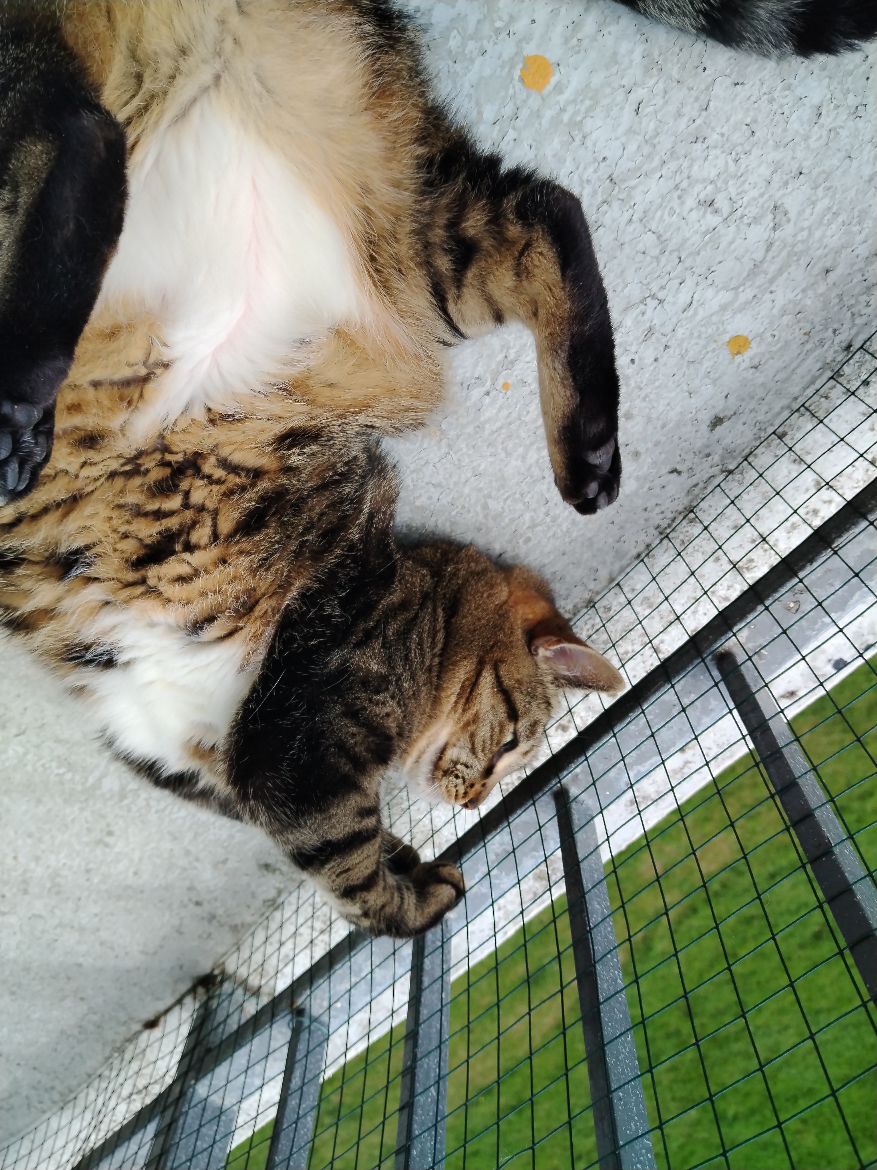 La Société Protectrice des Animaux (SPA) – Refuge de Poulainville ...
