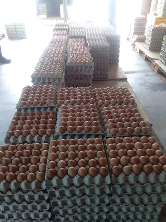 pemborong telor di bandar Kota Bharu