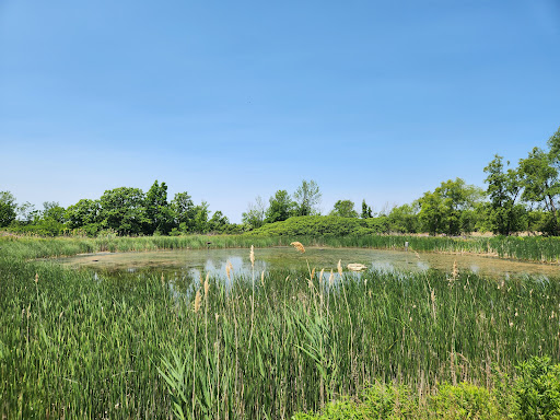 Biggar Lagoon Wetlands Bird Viewing Platform