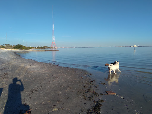Gandy Beach Mangroves in St. Petersburg, Florida - Zaubee