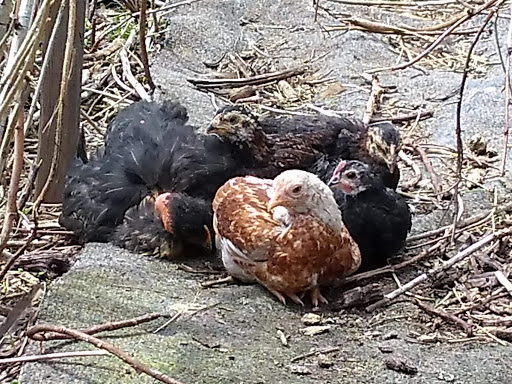 Animal Feed Store «IFA Country Stores», reviews and photos, 1071 ...