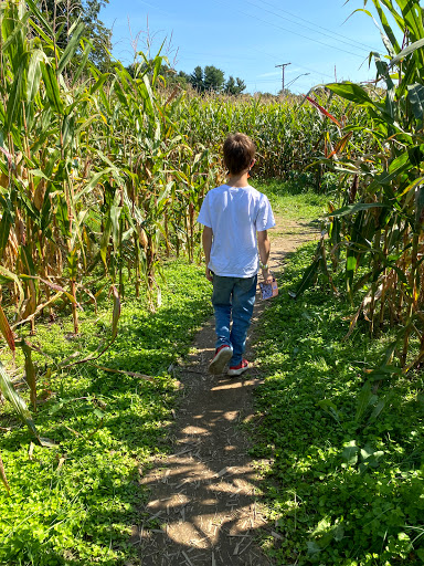 The Maryland Corn Maze - 389 Gambrills Rd, Gambrills, Maryland - Zaubee