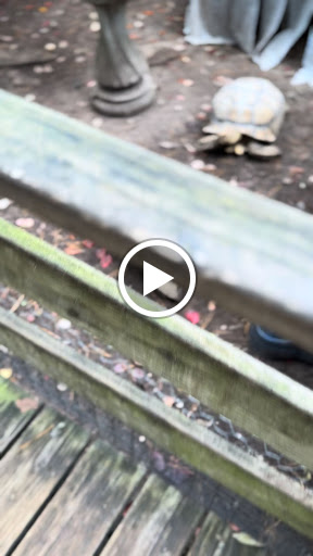 Treehouse Cafe | Quirky American Restaurant in Magnolia, Texas