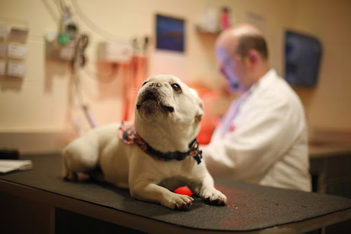 Animal Hospital «Angell Animal Medical Center», reviews and photos