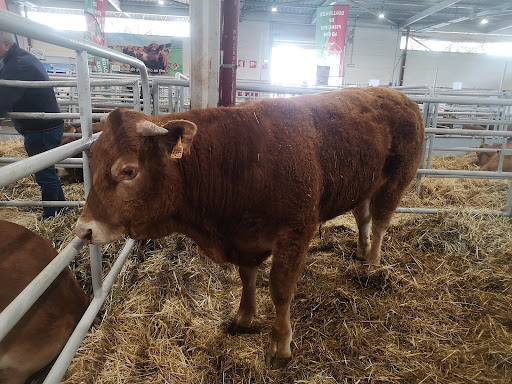 Restaurante Lana Caprina em Beja