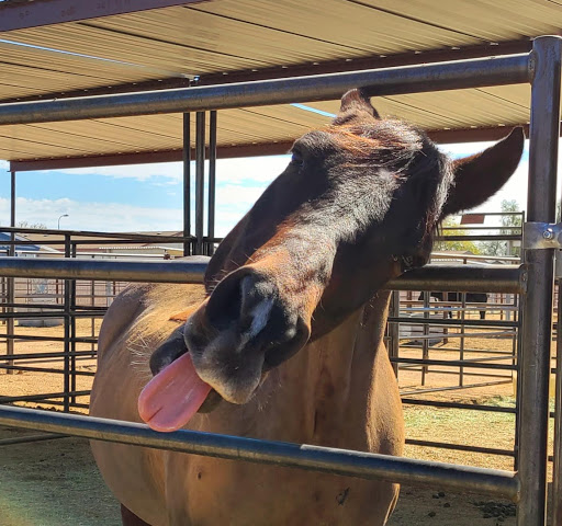Superstition Stables Horse Boarding in Apache Junction, Arizona - Zaubee