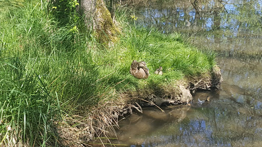 Park «Hillendale Park», reviews and photos, 19260 Clairmont Way, Oregon ...