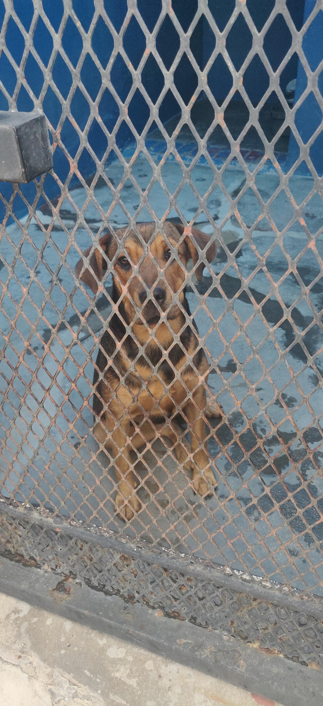 DBV SPCA in the city Randburg