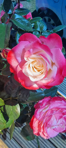 Beautiful Birthday & Anniversary Garden Roses | English Roses