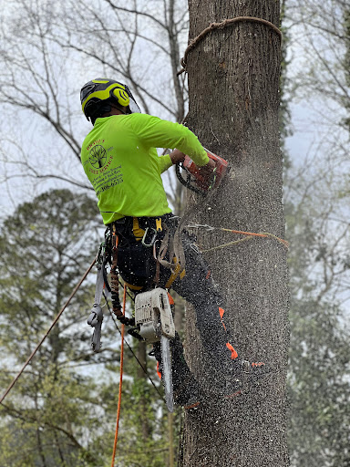 Bravo's Tree Service - Forestry Service in Cartersville