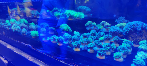 Aquarium Shop «Exotic Aquariums», reviews and photos, 7399 Bird Rd ...