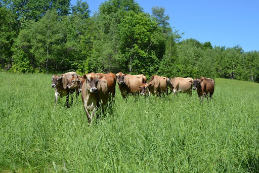 Kiss the Cow Farm - AZexplained