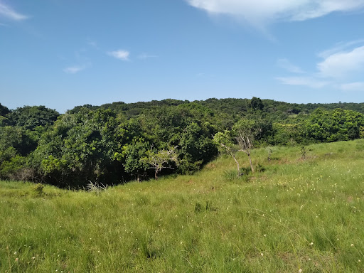 Enseleni Nature Reserve in Neerensee, Richards Bay, - Zaubee