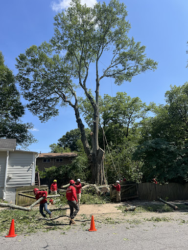 Tree Trimming & Removal Services Decatur, GA | Don's Tree Service