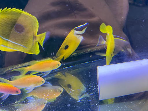 Tropical Fish Store «Reef eScape», reviews and photos, 11141 Lee Hwy ...